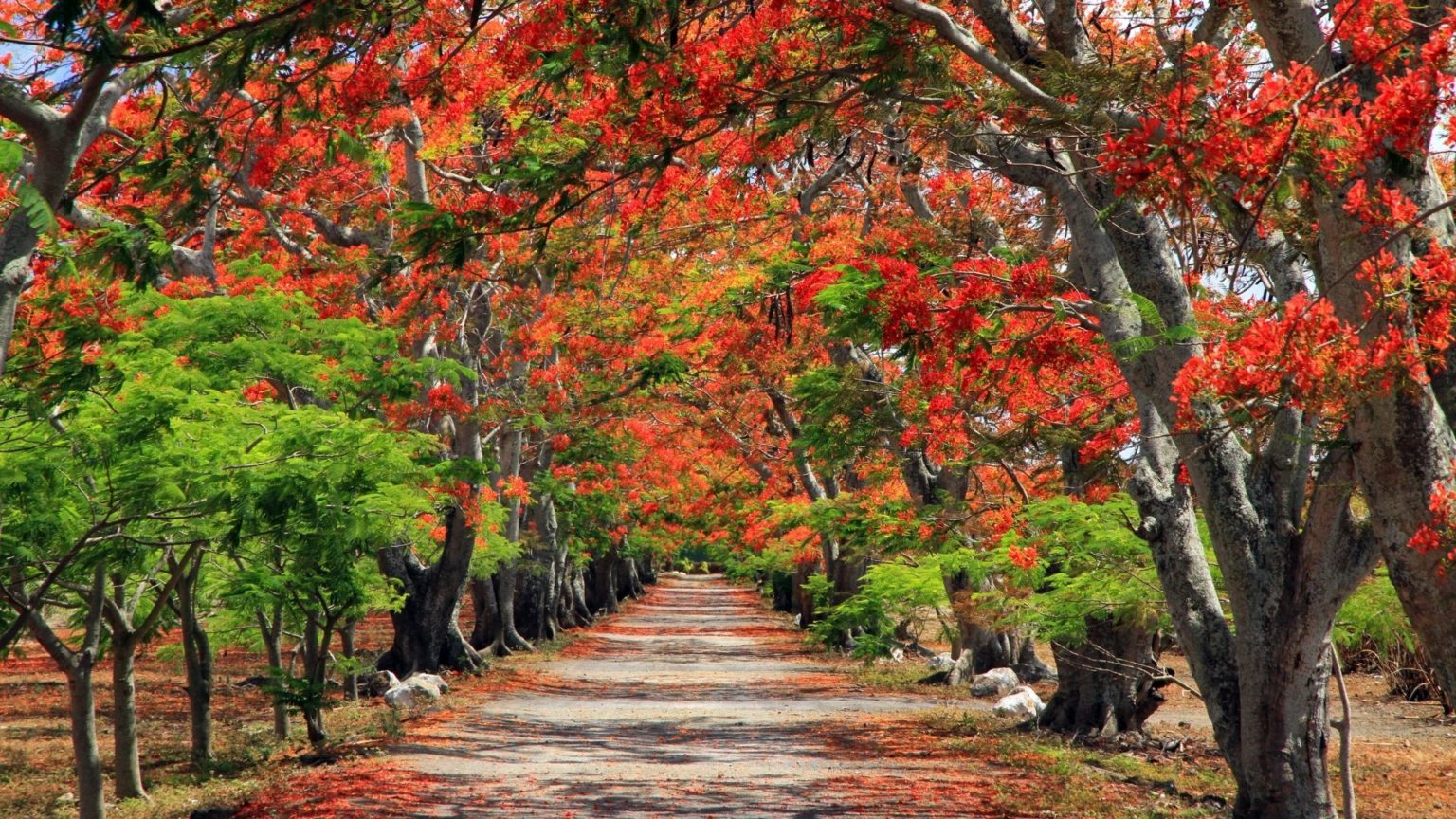 Mauritius - Employment Rights During And Following A Pandemic Under The ...