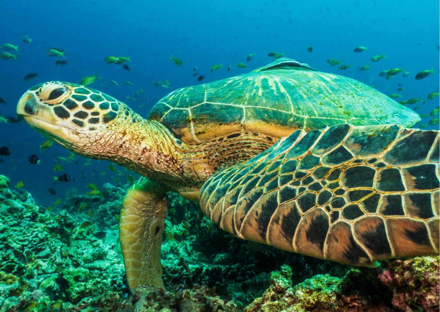 Philippines - Bingo Sa Barangay: No Permit, No Problem. - Conventus Law